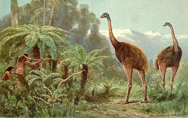 A Colossal bird – Nicole Ackermans, CVN lab